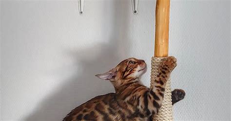 Bengal Velociraptor Album On Imgur