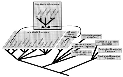 Evolutionary History Of Gossypium Relationships Among Diploid Groups