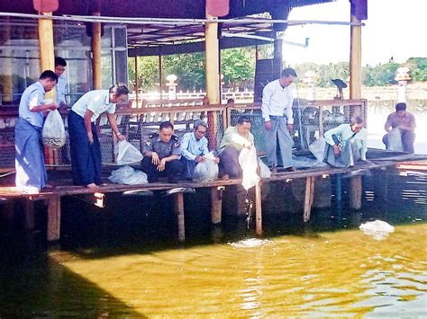 စလင်းမြို့နယ်၌ မြို့နယ်စီမံအုပ်ချုပ်ရေးအဖွဲ့နှင့် ဌာနဆိုင်ရာများ ဇီဝိတဒါန စုပေါင်းငါးလွှတ်ပွဲ က