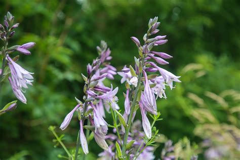 Blue Cadet Hosta Plant By Number