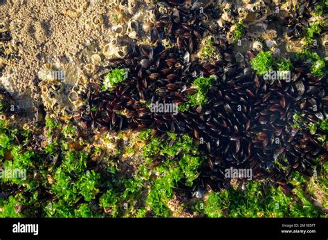 Colony Of Mussels Edible Bivalve Molluscs On Underwater Rocks Visible During Low Tide On Sandy