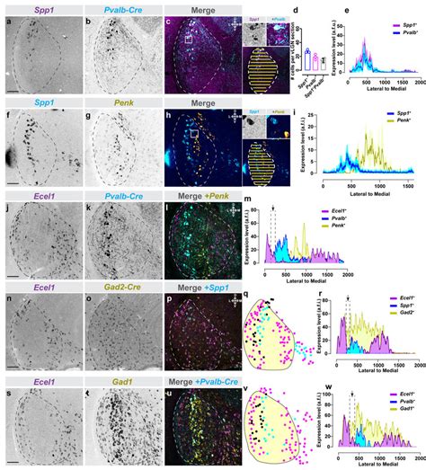 Transcriptomically Distinct Gabaergic Neurons Organize Into Discrete