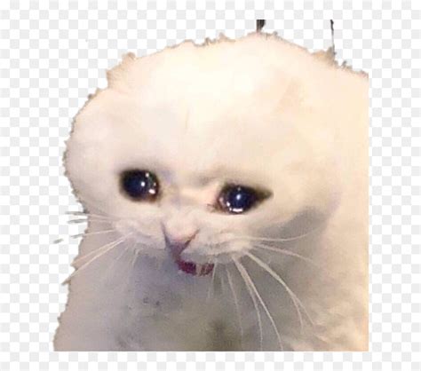 Gato Llorando Sadaesthetic Meme Gato Llorando Hd Png Download Vhv