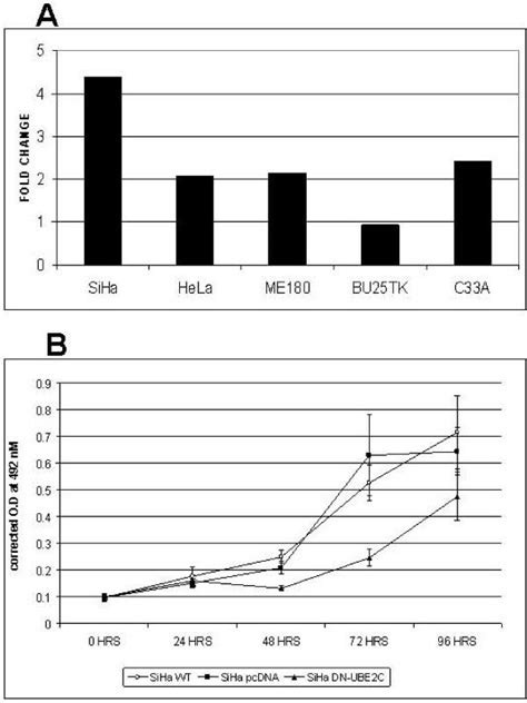 Ube2c Experiment Data 4a Rq Of Ube2c In Cervical Cancer Cell Lines