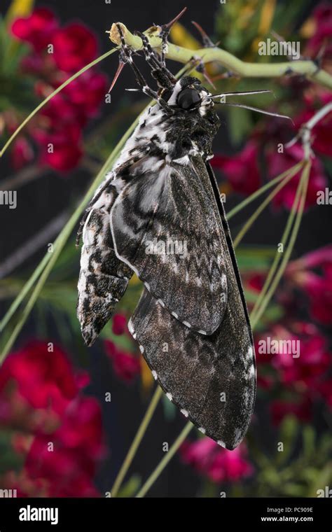 Rustic Sphinx Moth Newly Emerged And Pumping Up Wings Manduca Rustica