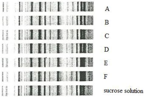 Rep Pcr Identified Seven Isolates With Identical Banding Patterns
