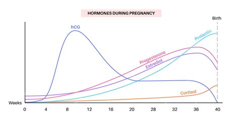 Premium Vector Levels Of Hormones In Pregnancy Hcg Prolactin Cortisol
