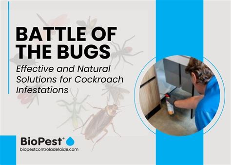 Effective And Natural Solutions For Cockroach Infestations Pest Control