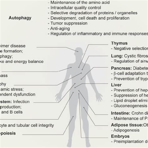 Physiological Function Of Autophagy Schematic Depicting The Function