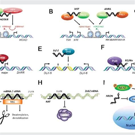 Pdf Non Coding Rnas As Regulators Of Gene Expression And Epigenetics