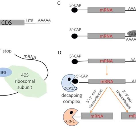 Schematics Of Viral Mediated Regulation Of Mrna Degradation In Stress