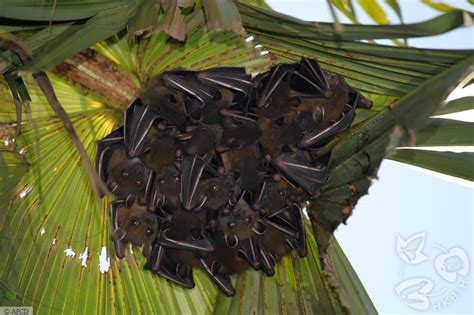 短吻果蝠 Cynopterus Sphinx 香港蝙蝠資訊站