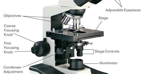 IBG Lab Report LAB PRINCIPLES AND USE OF MICROSCOPE AND