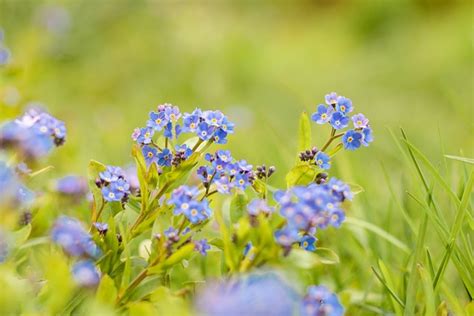 Forget Me Not Flowers Meadow Blue Free Photo On Pixabay Pixabay