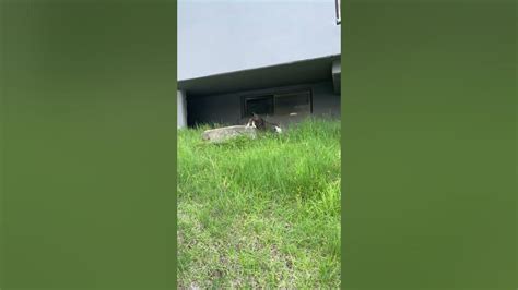 길냥이 아가야 고양이ㅠ 나만없어 고앵이 ㅠㅠ고양이 Youtube