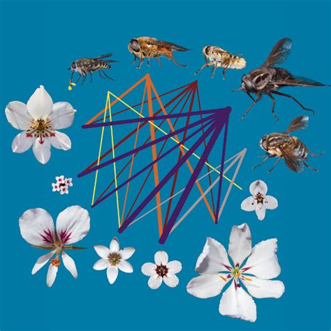 the network of interactions between plants that conform to the prosoeca
