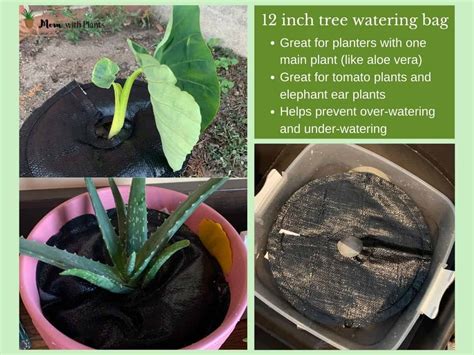 Smart Spring Tree Watering Bag Review Mom With Plants