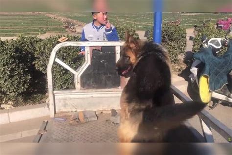 实拍河南农村狗市偶遇条品相上等的德国牧羊犬不漂亮算我输 牧羊犬 德国 漂亮