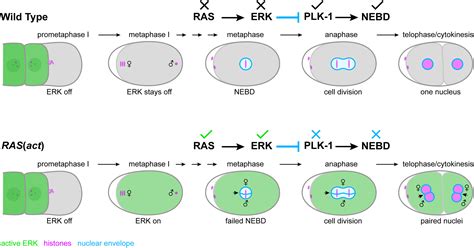 Erk Activation Dynamics In Maturing Oocyte Controls Embryonic Nuclear Divisions In