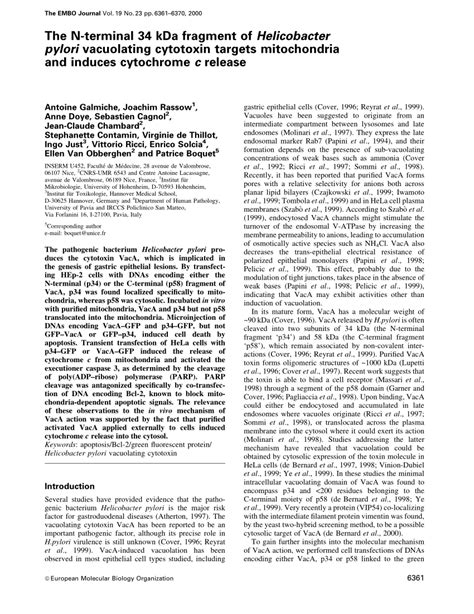 Pdf The N Terminal 34 Kda Fragment Of Helicobacter Pylori Vacuolating