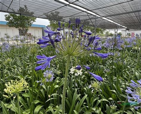 苏州农职院：百子莲品种创新研发成果丰硕 园林资讯