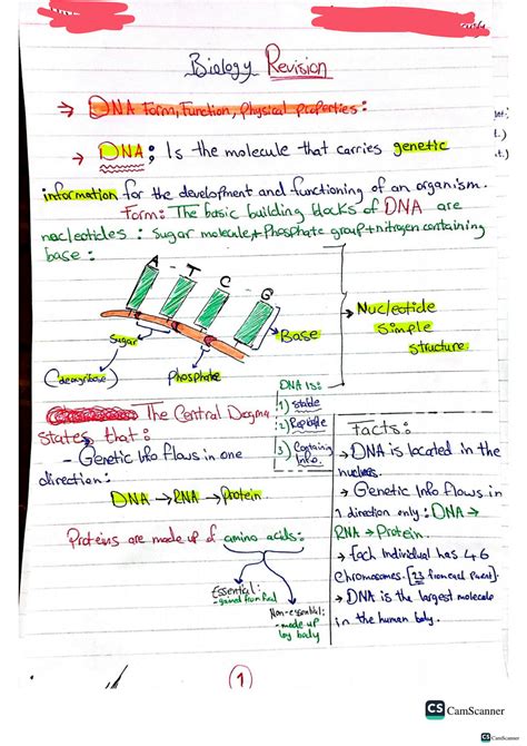 Solution Biology Dna Cell Cycle Cell Division Protein Synthesis