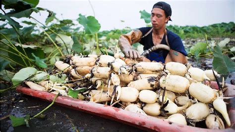 How Japanese Harvesting Millions Of Lotus Roots Lotus Root Processing