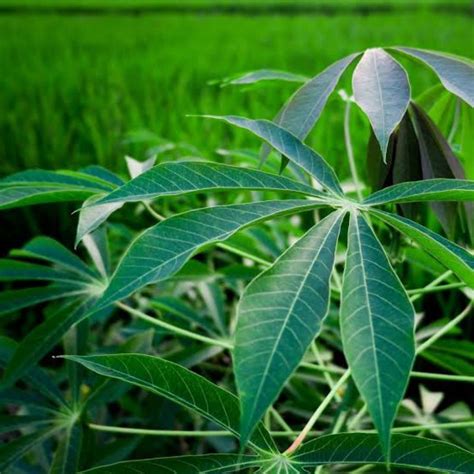 Jual Daun Singkong Racun 250 Gram Shopee Indonesia