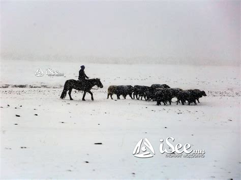 Хөвсгөл аймгаас 43 тооны үхэр хулгайлж Эмээлт зах дээр зарах гэж
