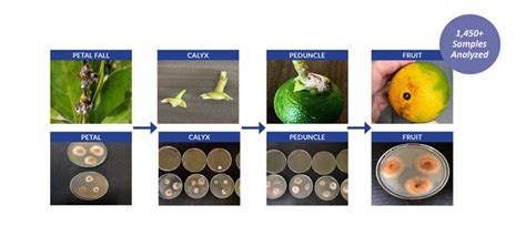 Saving Citrus Can We Reduce Fruit Drop Keyplex Plant Nutrition
