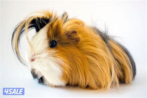 غينيا بيج، رقم19273174