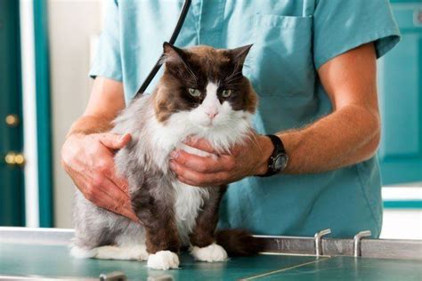 Kedilerde Cilt Ve Deri Hastalıkları Kedi Blog