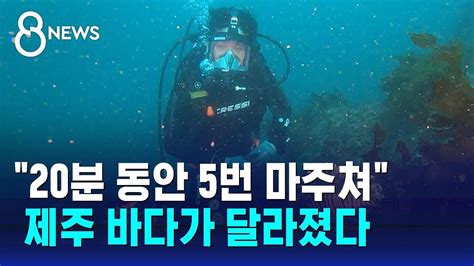 물 속 들어갔다 깜짝제주 바다가 달라졌다 Sbs 8뉴스 Youtube