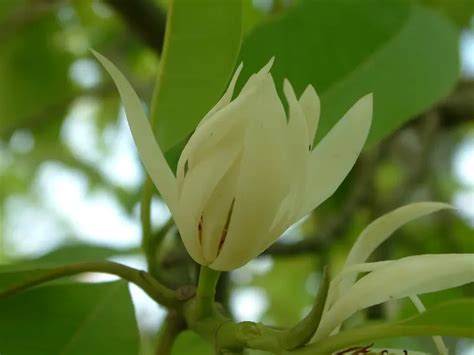 100 Hình ảnh Hoa Ngọc Lan đẹp Và Tinh Tế Nhất Hiện Nay