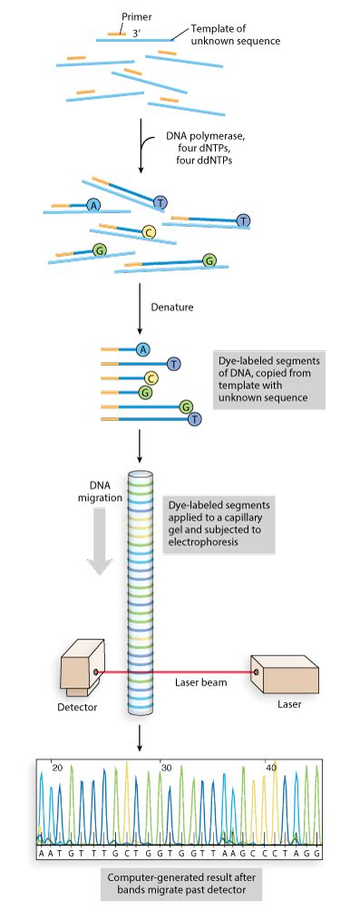 Sanger Sequencing Simulation