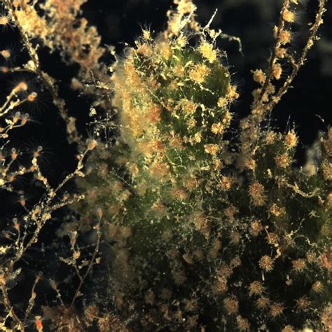 Tubulipora Biologia Marina Del Mediterraneo
