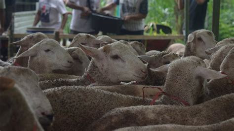 Daftar Harga Hewan Kurban Terbaru Sapi Hingga Domba
