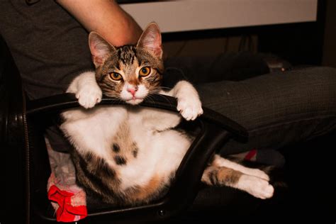 Lazy Silly By Imsesara On Deviantart