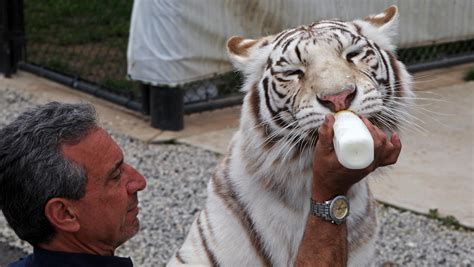 White Tiger Diet