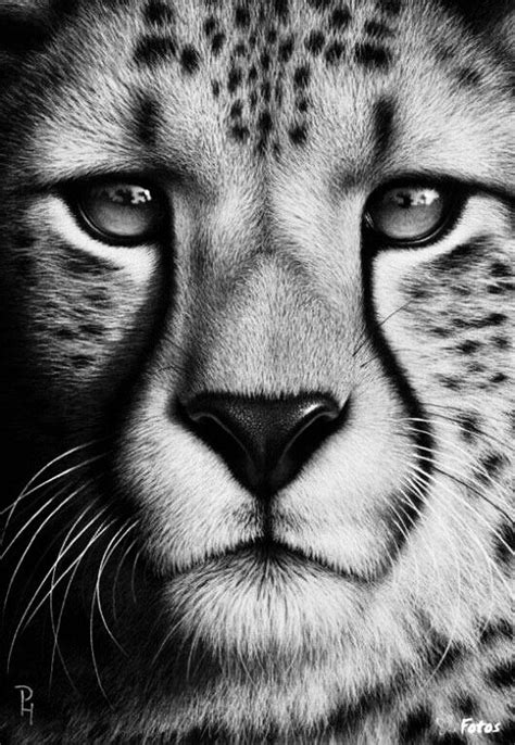 Realistic Animal Drawings Pencil Drawings Of Animals Animal Sketches