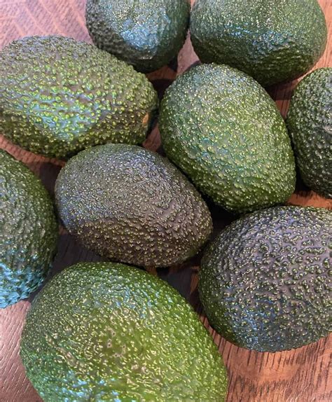 hass avocado grow guide tropical tree guide