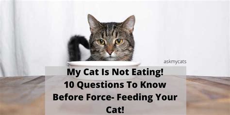 My Cat Is Not Eating How To Force Feed A Cat