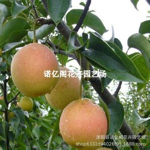 辽宁鞍山南国梨嫁接梨树苗梨树苗东北南果梨香水梨南北方种植果树 阿里巴巴