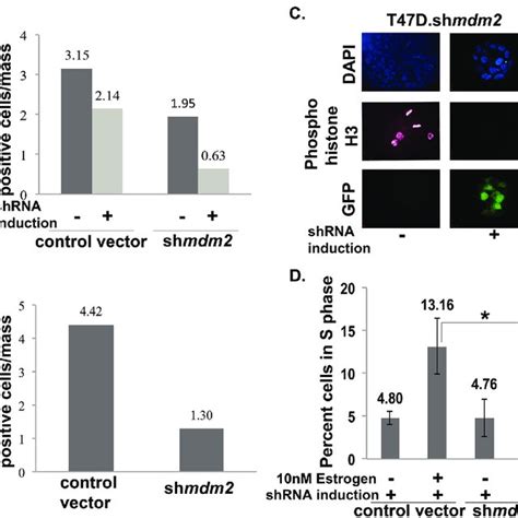 In Er T47d Breast Cancer Cells Mdm2 Influences Estrogen Mediated Cell