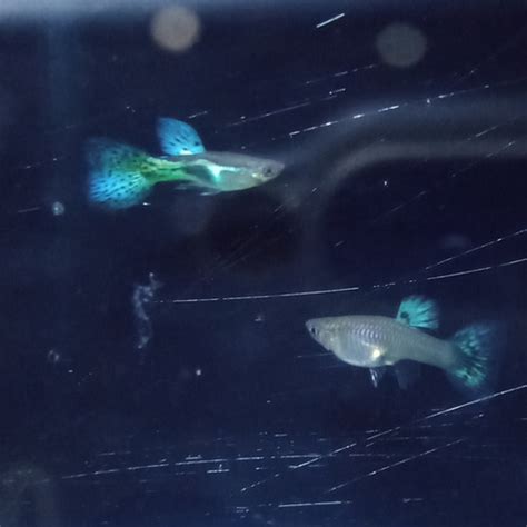 Jual Guppy Blue Gress M Betina Kota Depok Guppy69 Tokopedia