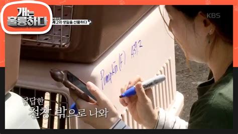 개는 훌륭하다 식용견에서 반려견이라는 새로운 이름으로20191118 Youtube