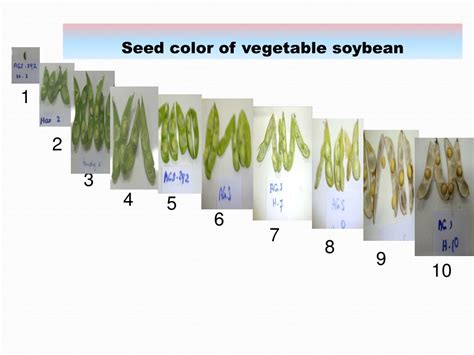Ppt Physiological Maturity And Effect Of Seed Priming On Germination
