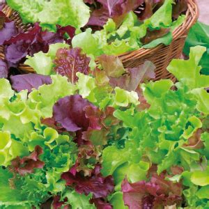 Salata Mix 4 sezone | Oro Seeds