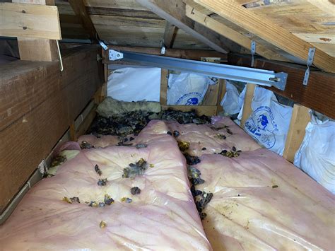 神奈川エリアのハクビシン、アライグマの駆除・対策について