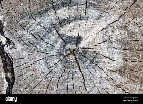 Texture Of Tree Stump Stock Photo Alamy